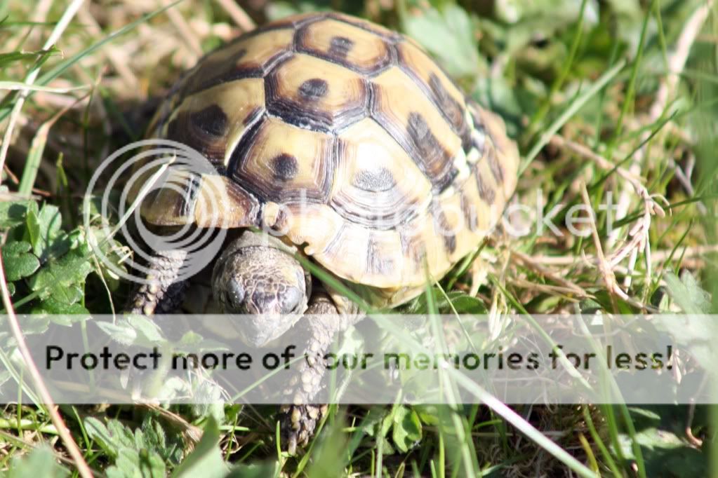 Tortoise Clan outside :) | Reptile Forums