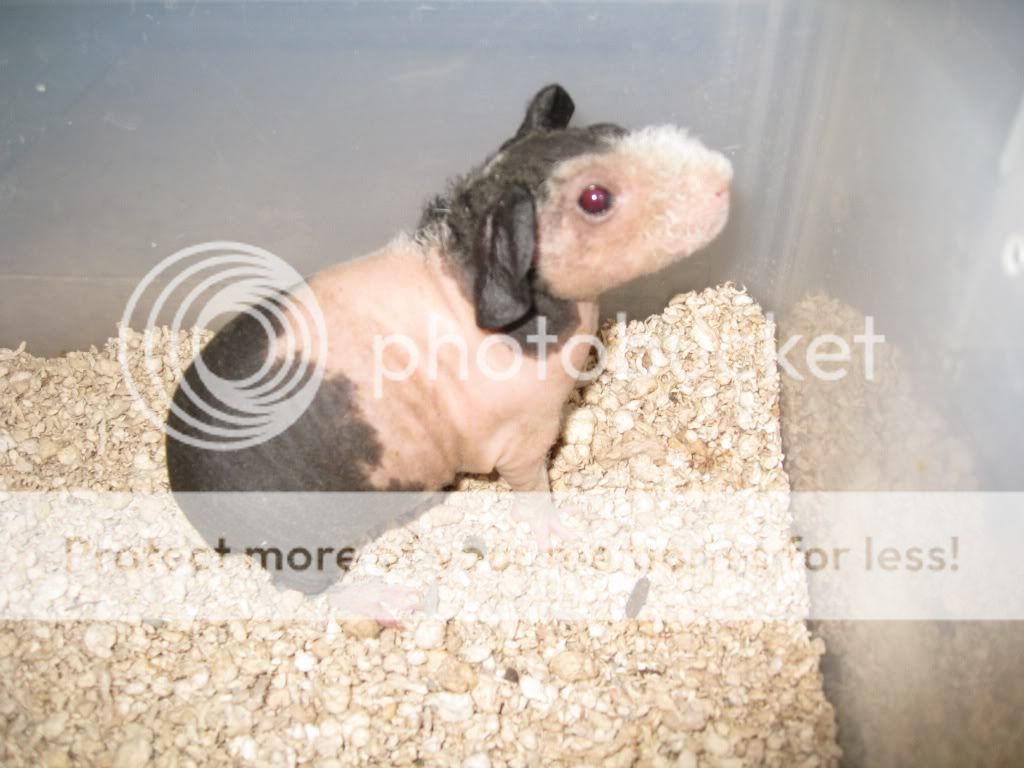 NE England - Gorgeous Skinny Pigs (pics added) | Reptile Forums