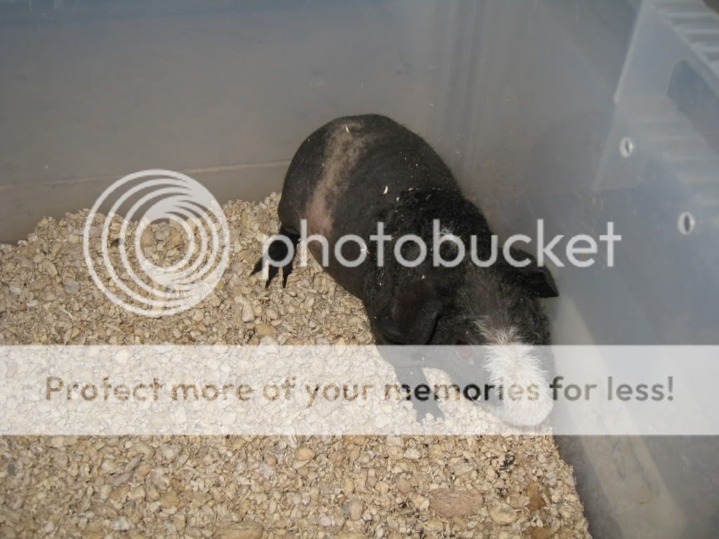 NE England - Gorgeous Skinny Pigs (pics added) | Reptile Forums