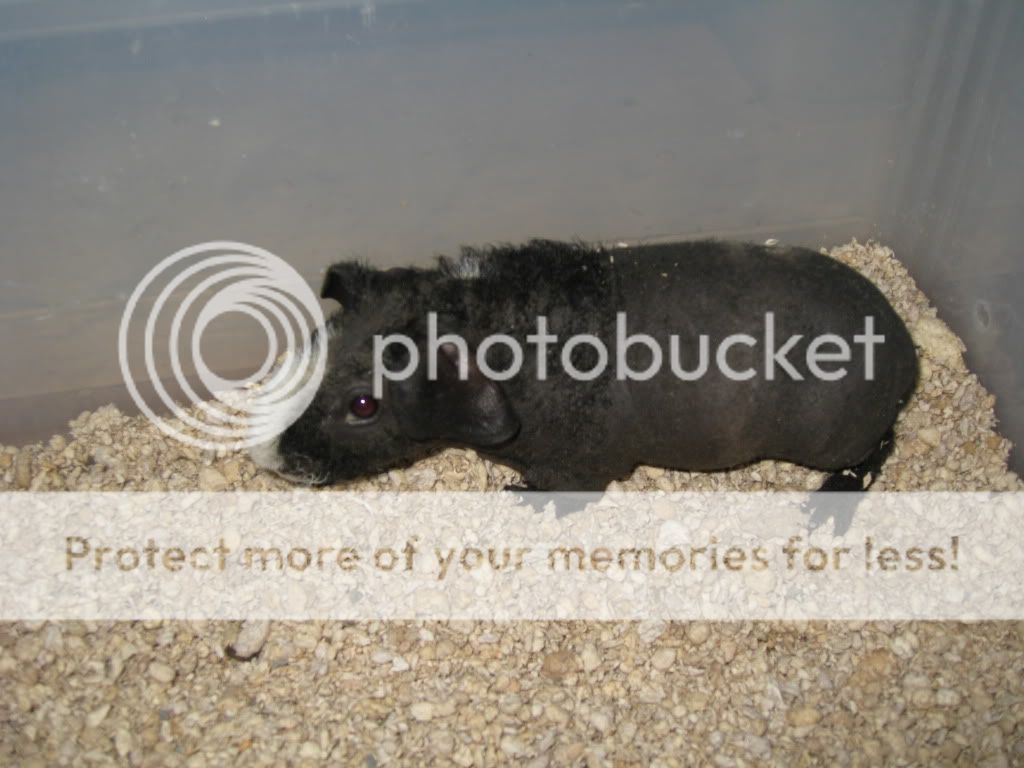 NE England - Gorgeous Skinny Pigs (pics added) | Reptile Forums