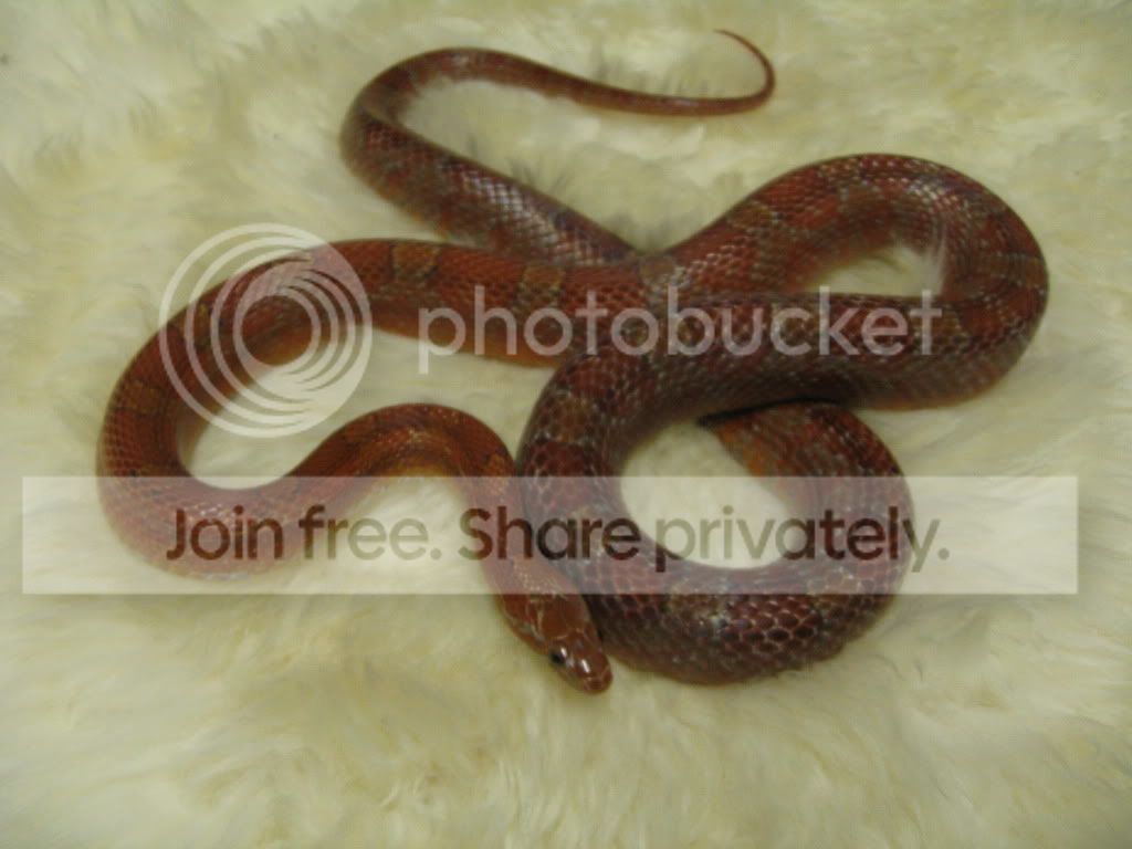 2 x 08 Adult Female Bloodred Corn Snakes | Reptile Forums