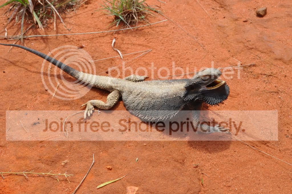 Please post pics of wild beardies here =) | Aussie Pythons & Snakes Forum