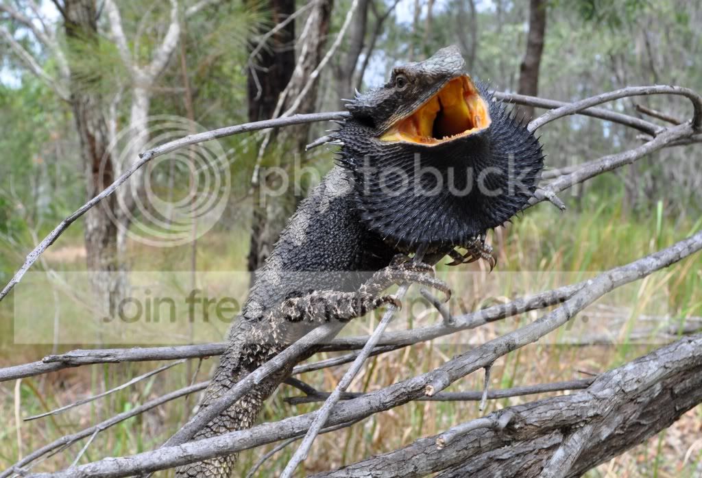 Please post pics of wild beardies here =) | Aussie Pythons & Snakes Forum