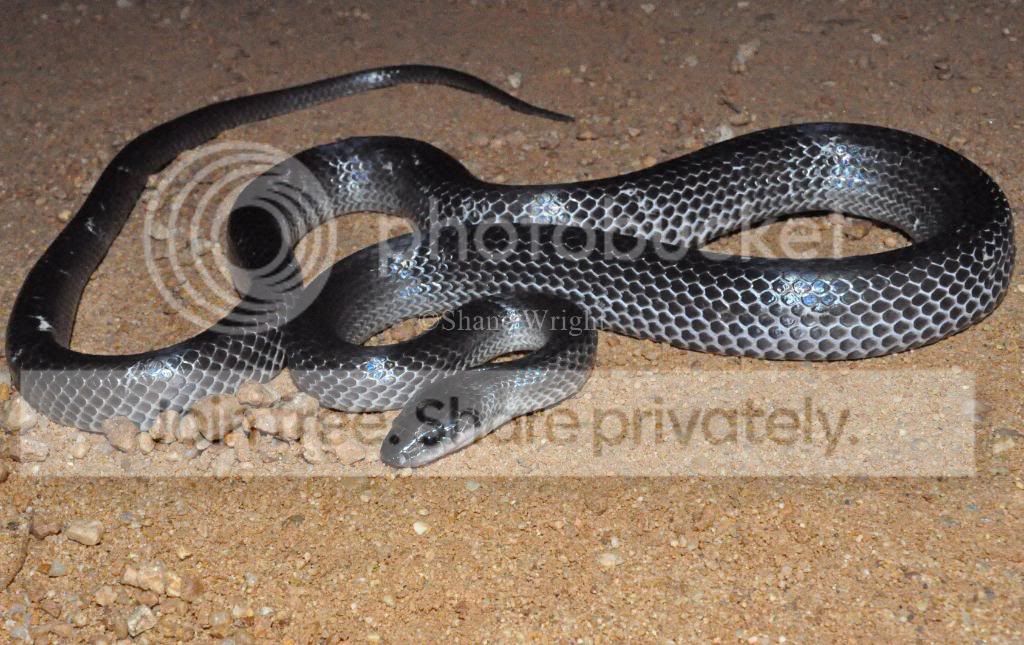 show us your Colubrid | Aussie Pythons & Snakes Forum