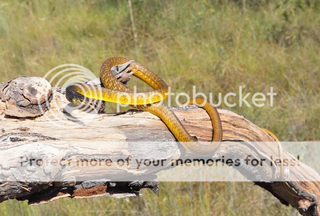 show us your Colubrid | Aussie Pythons & Snakes Forum