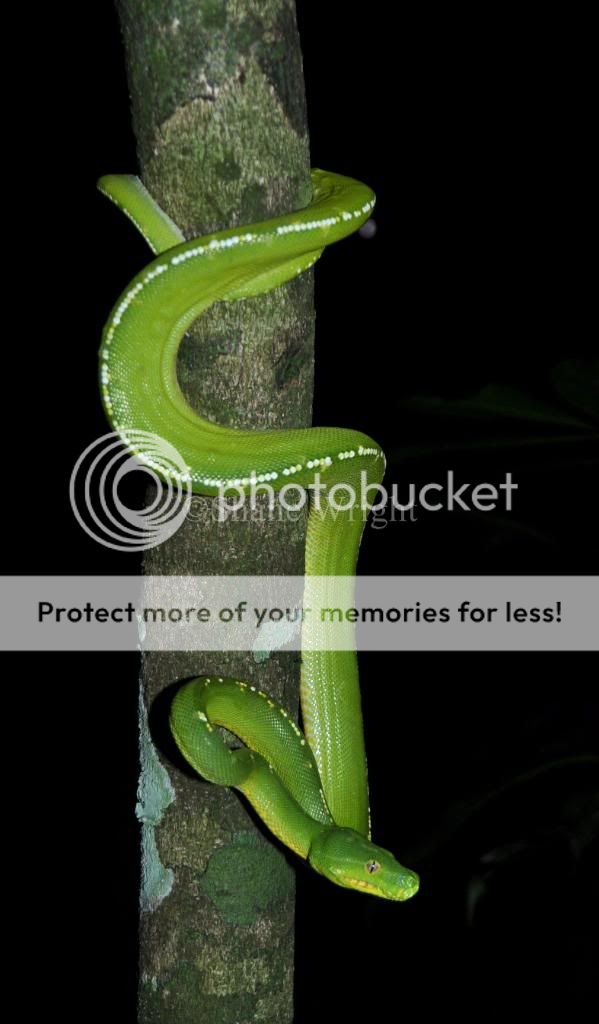 Iron Range NP | Aussie Pythons & Snakes Forum