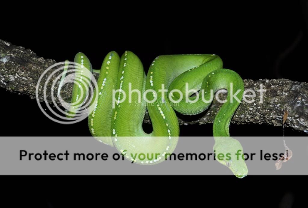 Iron Range NP | Aussie Pythons & Snakes Forum